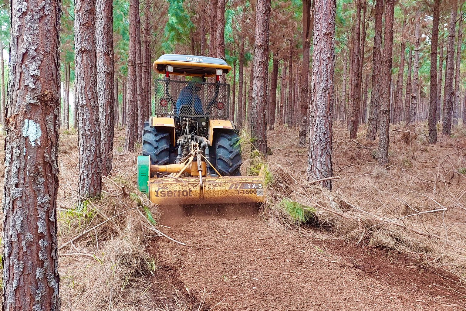 Forestry Management Biomass Services